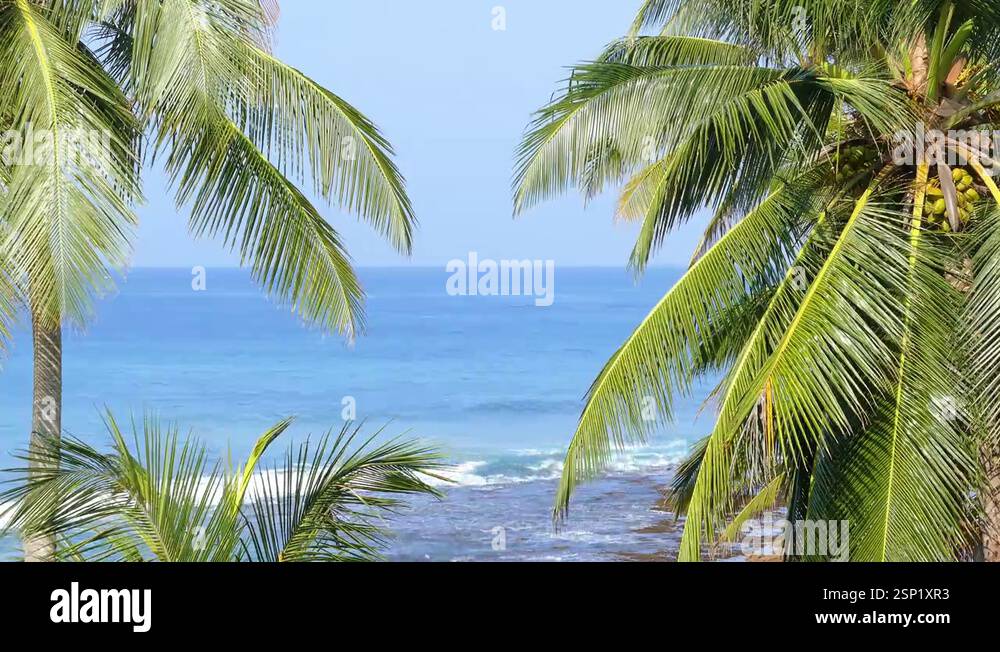 beautiful blue sea landscape with palm leaves on foreground 4k Stock ...