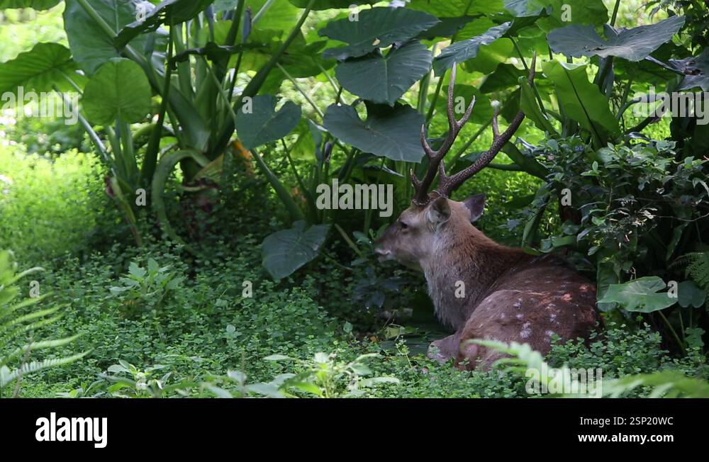 A Cervus nippon, Sika Deer, resting lying among the trees and forest ...