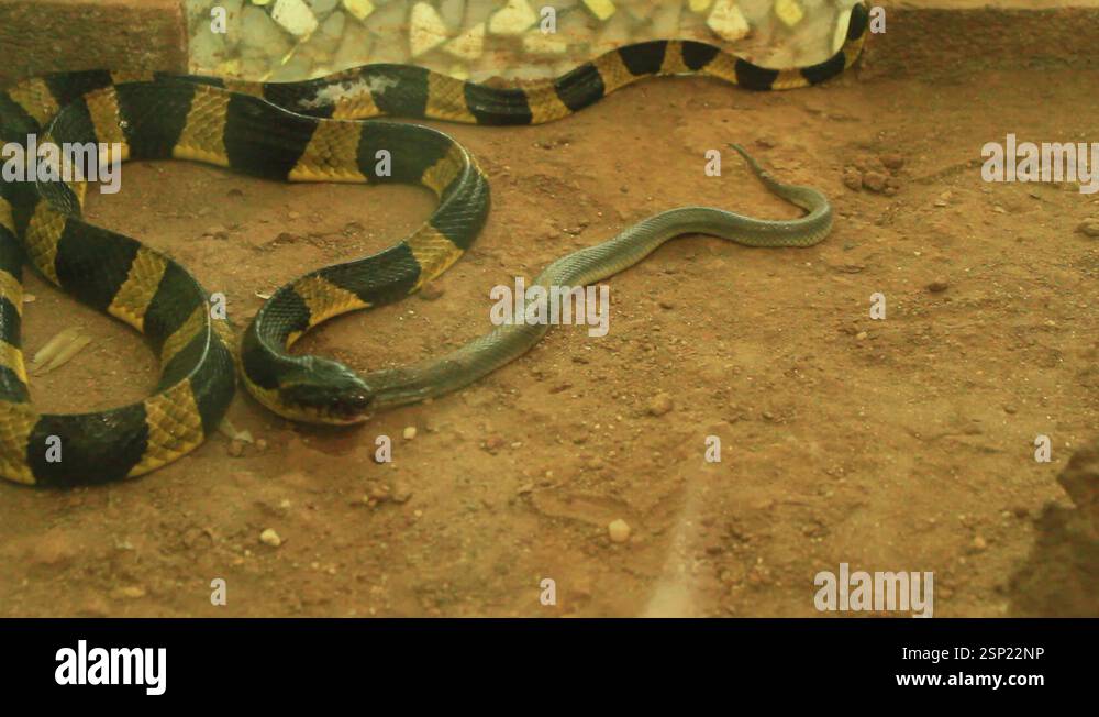 Eat snake Stock Videos & Footage - HD and 4K Video Clips - Alamy