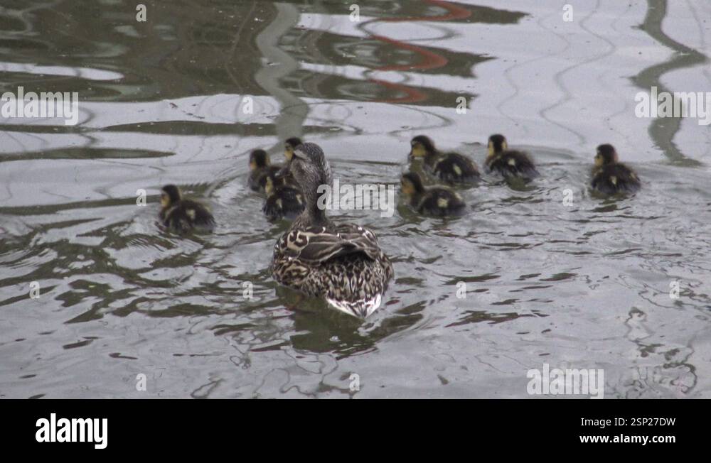A mother Mallard duck with her nine ducklings swimming in the water ...