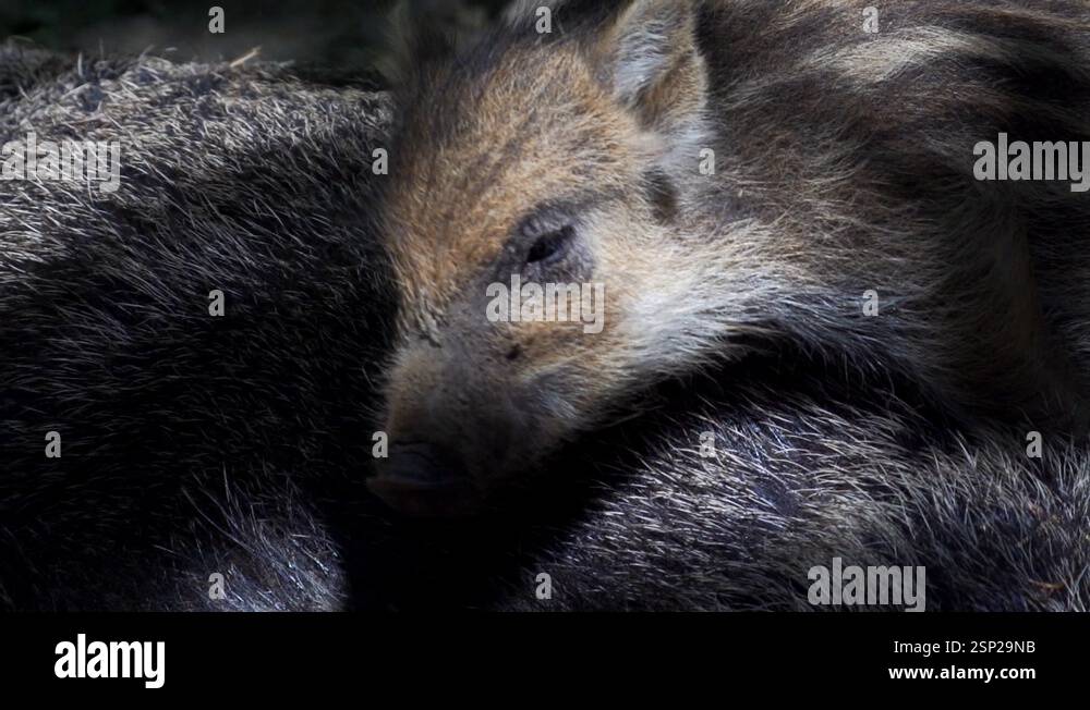 boar piglet in a german forest Stock Video Footage - Alamy