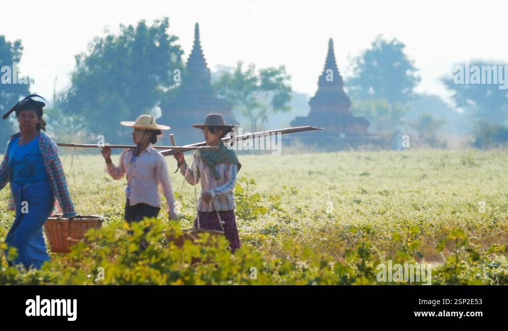 Burmese female villagers dressed in traditional clothes walk through ...