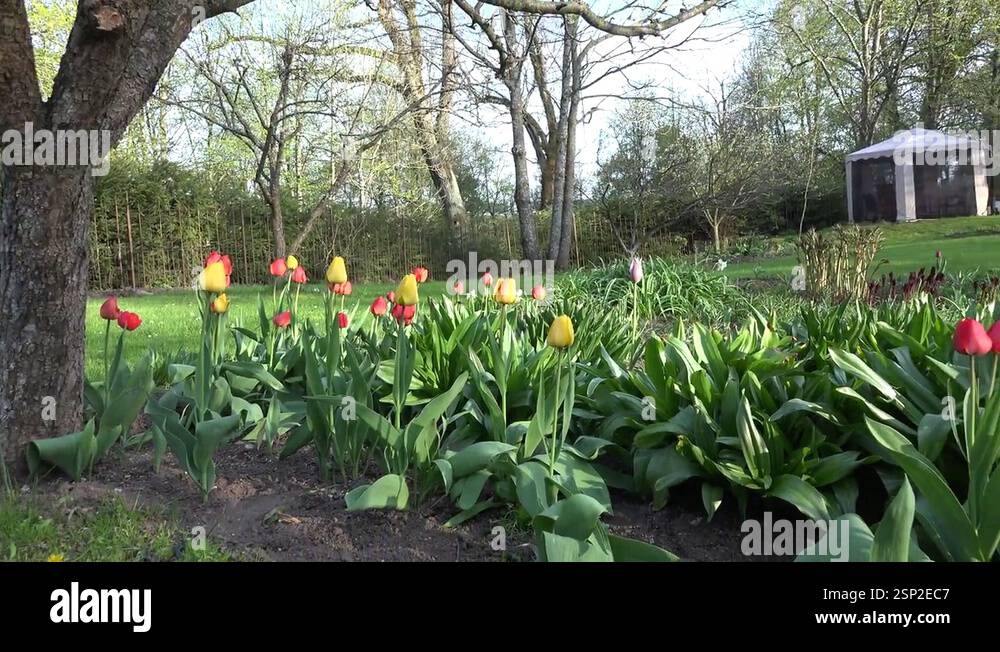 Tree bower Stock Videos & Footage - HD and 4K Video Clips - Alamy