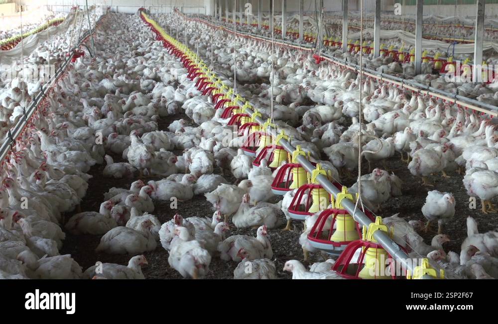Intensive factory farming of chickens in broiler houses Stock Video ...