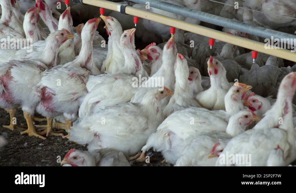 Intensive factory farming of chickens in broiler houses Stock Video ...