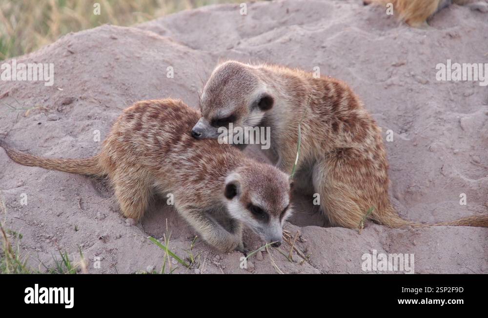 Social animals Stock Videos & Footage - HD and 4K Video Clips - Alamy