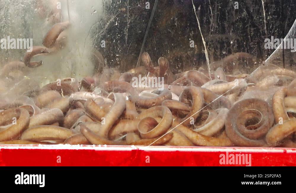 eel fish in busan fish market of korea Stock Video Footage - Alamy