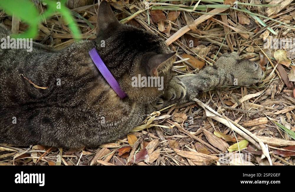 Polydactyl cat in Hemingway House (six toes on each paw Stock Video ...