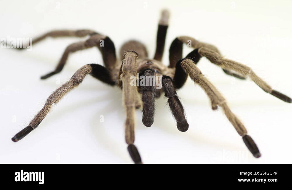 tarantula Ornithoctonus aureotibialis male adult on white background ...