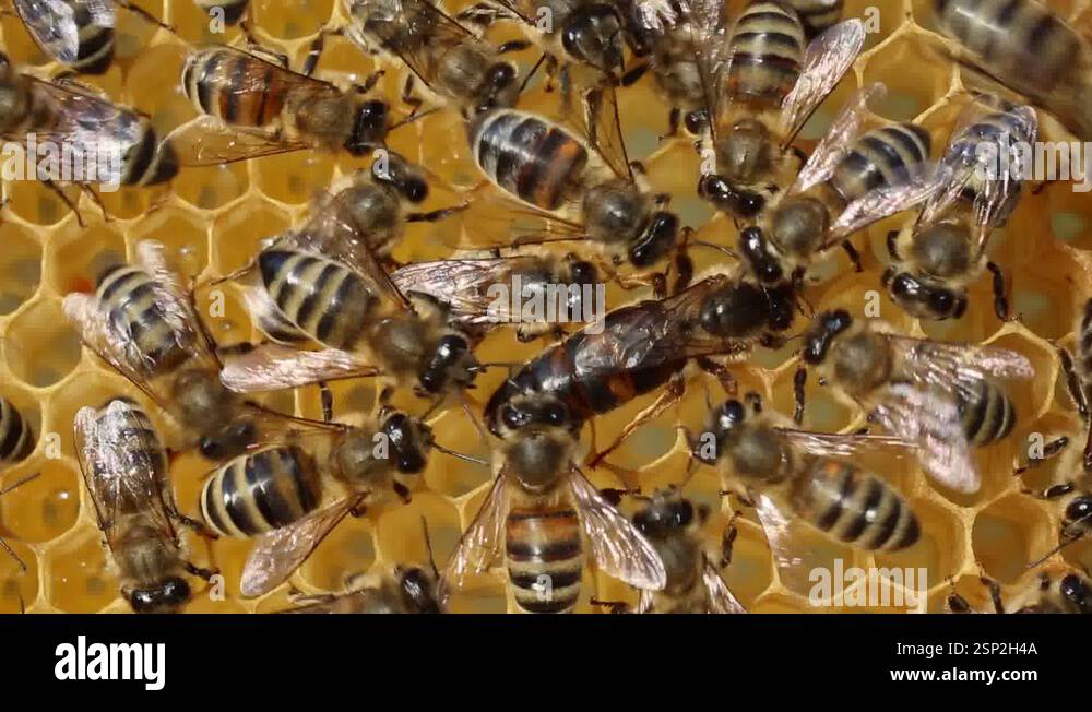 Queen bee surrounded by workers bees servant Stock Video Footage - Alamy