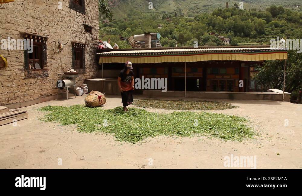 Fodder drying Stock Videos & Footage - HD and 4K Video Clips - Alamy