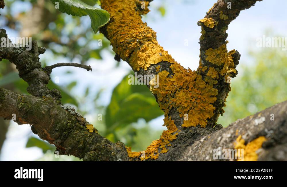 Plum tree fruit branches under Caloplaca scopularis spores 4K 2160p ...