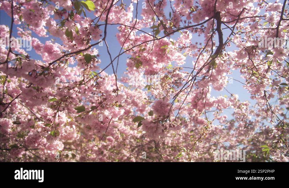 WS TD People walking around cherry tree at Kungstradgarden / Stockholm ...