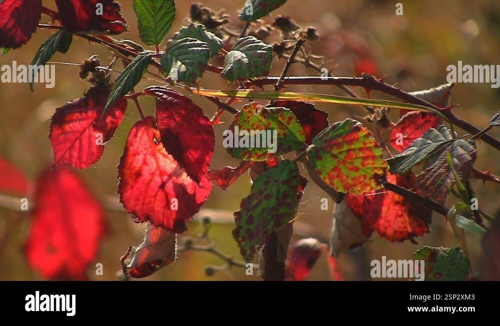 Red raspberry leaves in fall Stock Video Footage - Alamy