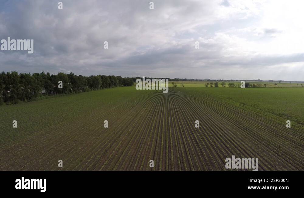UAV drone heading home over corn field throught and past trees 4k Stock ...