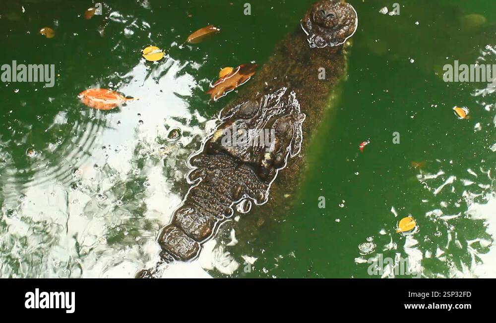 Sea crocodiles Stock Videos & Footage - HD and 4K Video Clips - Alamy