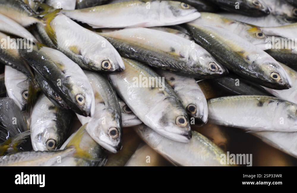 Fish display stall fishing Stock Videos & Footage - HD and 4K Video ...
