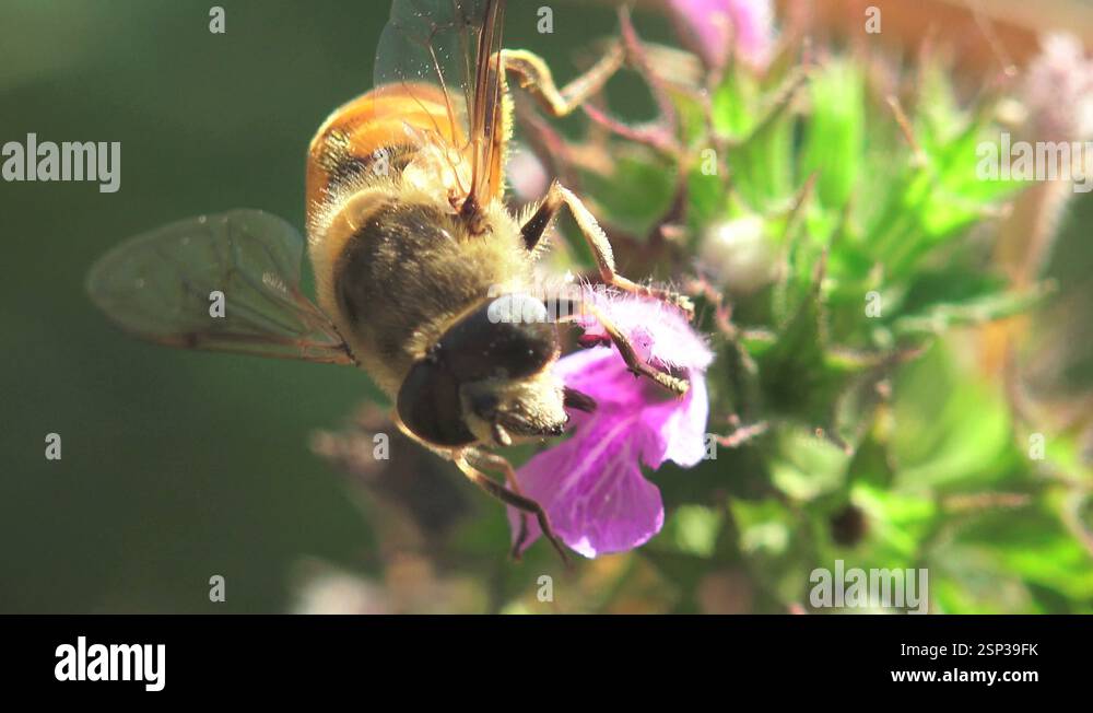 Flower mimic Stock Videos & Footage - HD and 4K Video Clips - Alamy