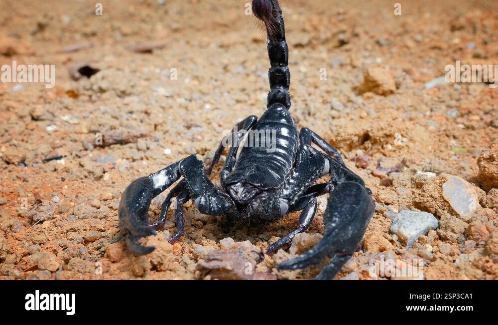 Poisonous scorpion Stock Videos & Footage - HD and 4K Video Clips - Alamy