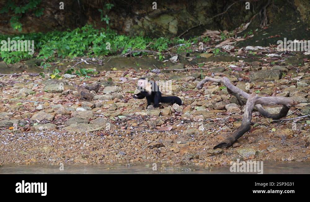 White faced capuchin beach panama Stock Videos & Footage - HD and 4K ...