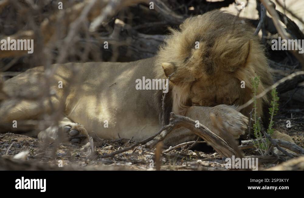 6K R3D - Lion - male scratching face and licking paw. Africa king beast ...