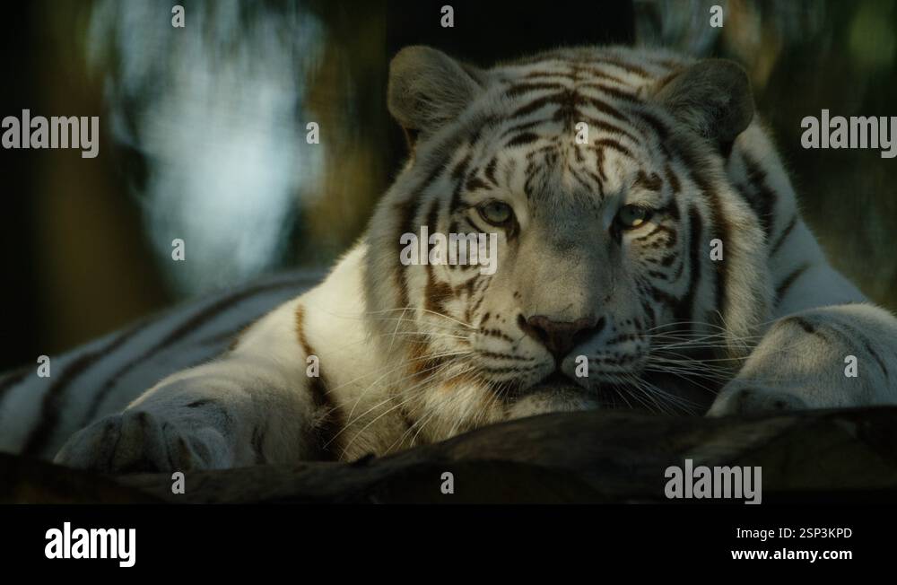 6K R3D - White Tiger - lying down in shade, close shot. Bengal 4K uhd ...