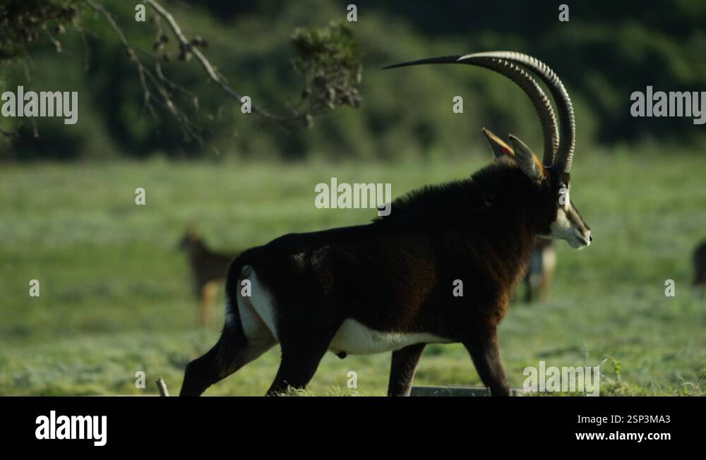 6K R3D - Sable Antelope - large male gets fright and runs away. Africa ...