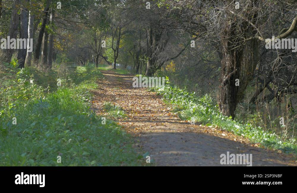 Forest trail on Kraljevica park in Eastern Seriban city of Zajecar 4K ...