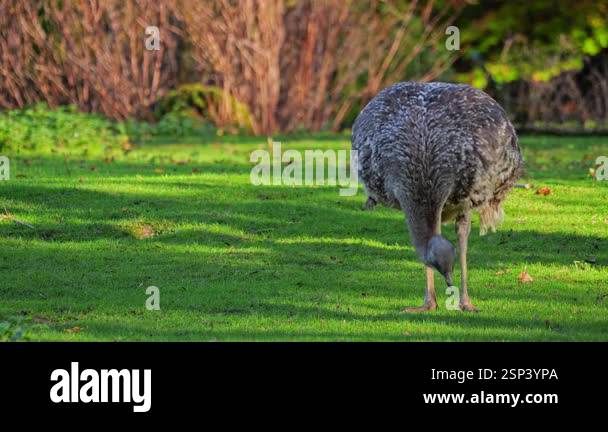 Darwin's rhea, Rhea pennata, also known as the lesser rhea Stock Video Footage - Alamy
