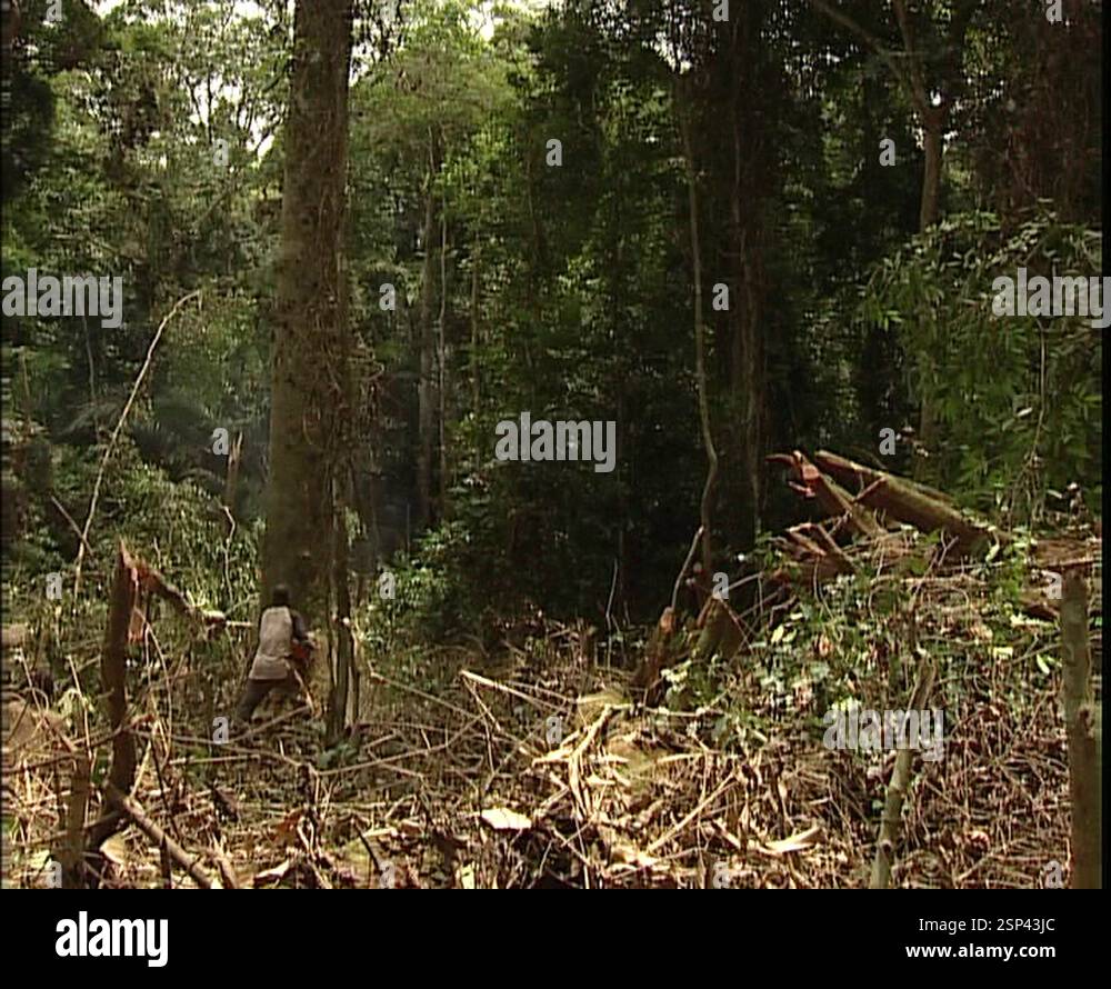 Tree falling in the jungle, this causes deforestation Stock Video ...