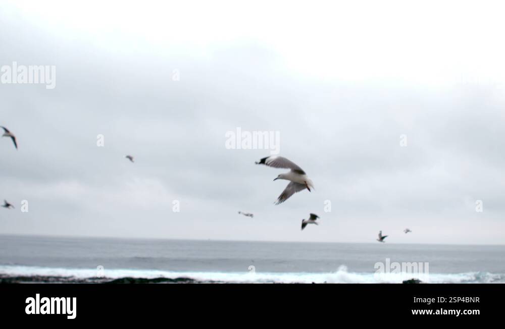 Colony of bird Stock Videos & Footage - HD and 4K Video Clips - Alamy
