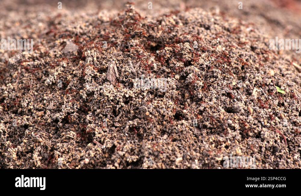 Red fire ants swarm nest colony hive hole dome macro close up timelapse ...