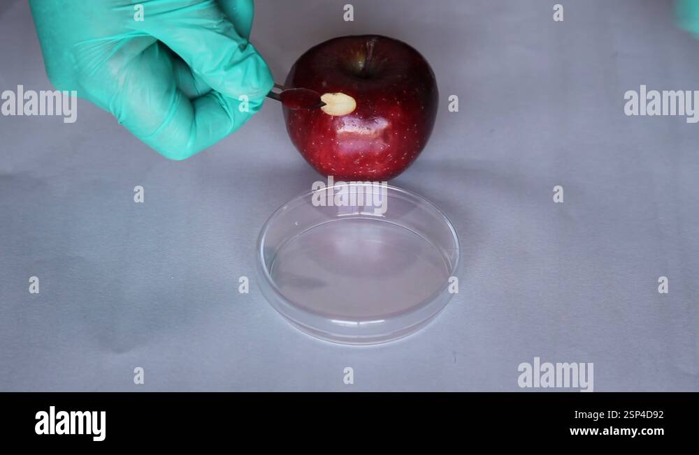 Scientist takes a microbiological sample apple test e coli microbe ...