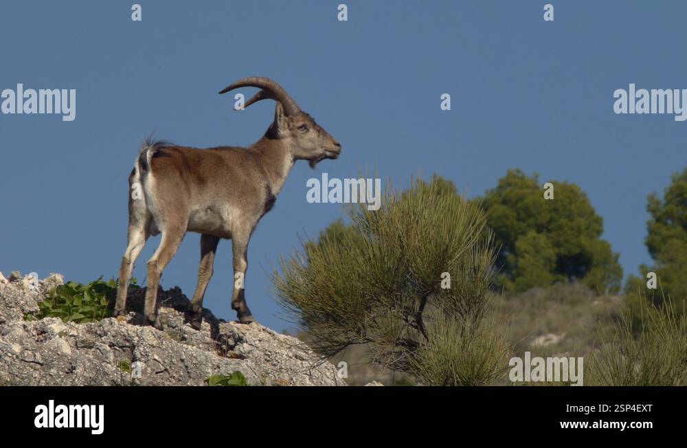 Iberian ibex male mountain Stock Videos & Footage - HD and 4K Video ...