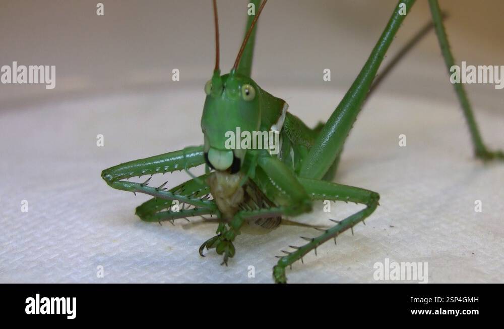 Lesser Arid Land Carnivorous Katydid eating a cricket Stock Video ...