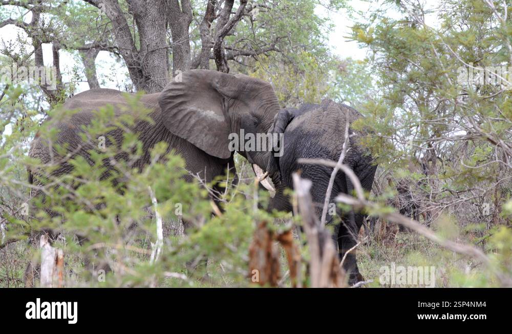 Male and female elephant Stock Videos & Footage - HD and 4K Video Clips ...