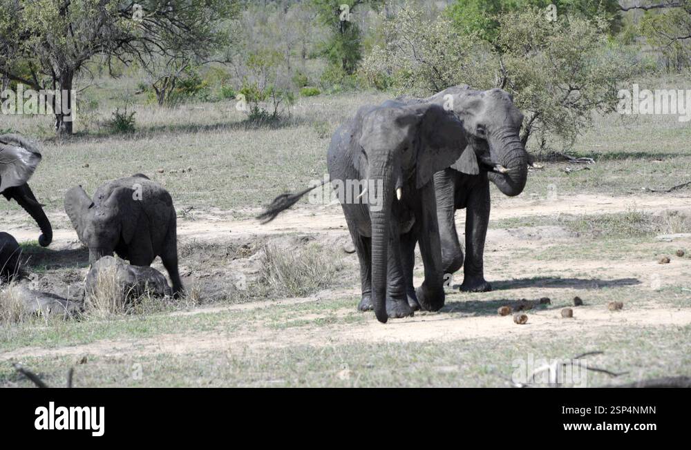 Baby elephant walks away with two big elephants Stock Video Footage - Alamy