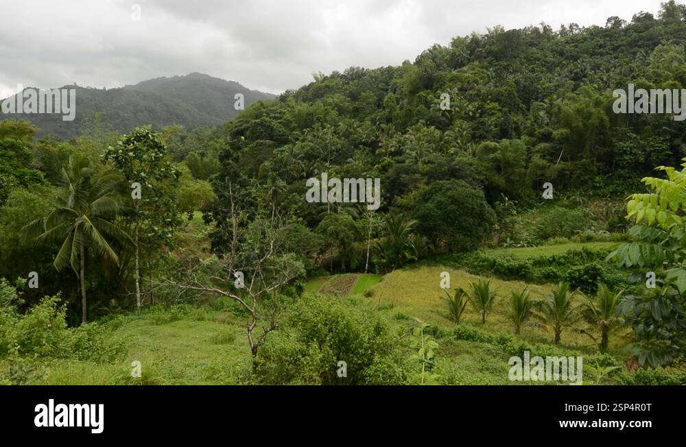 High tree jungle covered mountains on Panay island in the Philippines ...