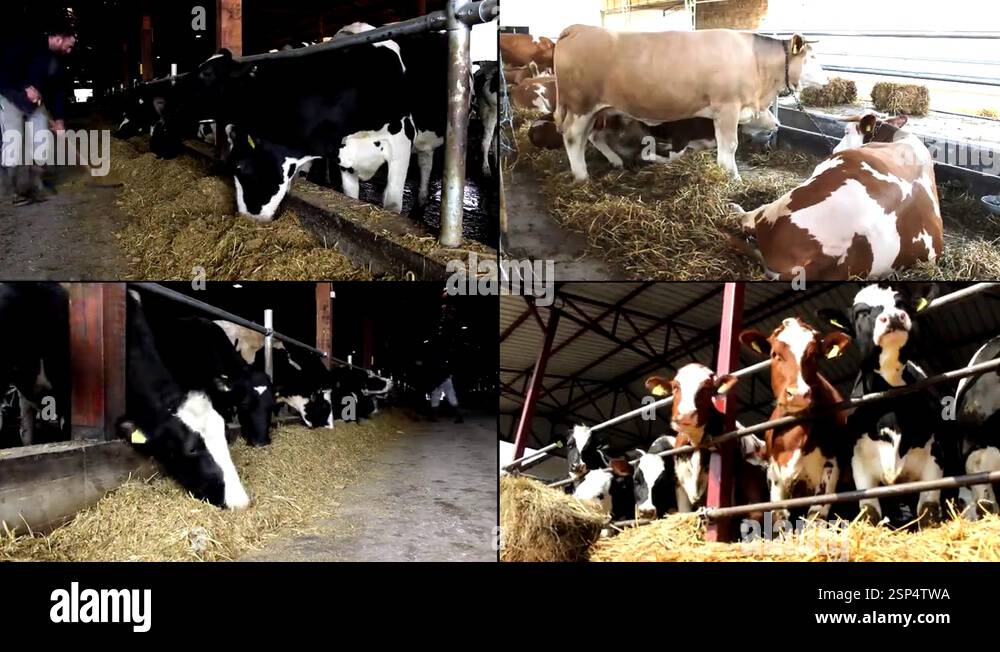 Cattle farm 4K cows bulls collage multi screen Stock Video Footage - Alamy