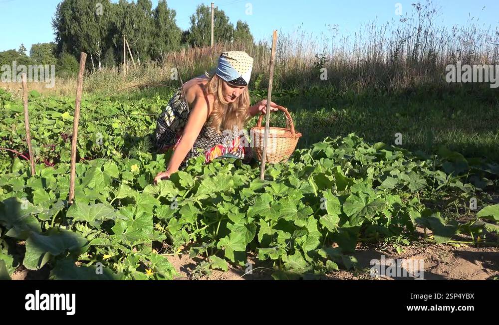 Woman harvest cucumbers Stock Videos & Footage - HD and 4K Video Clips - Alamy