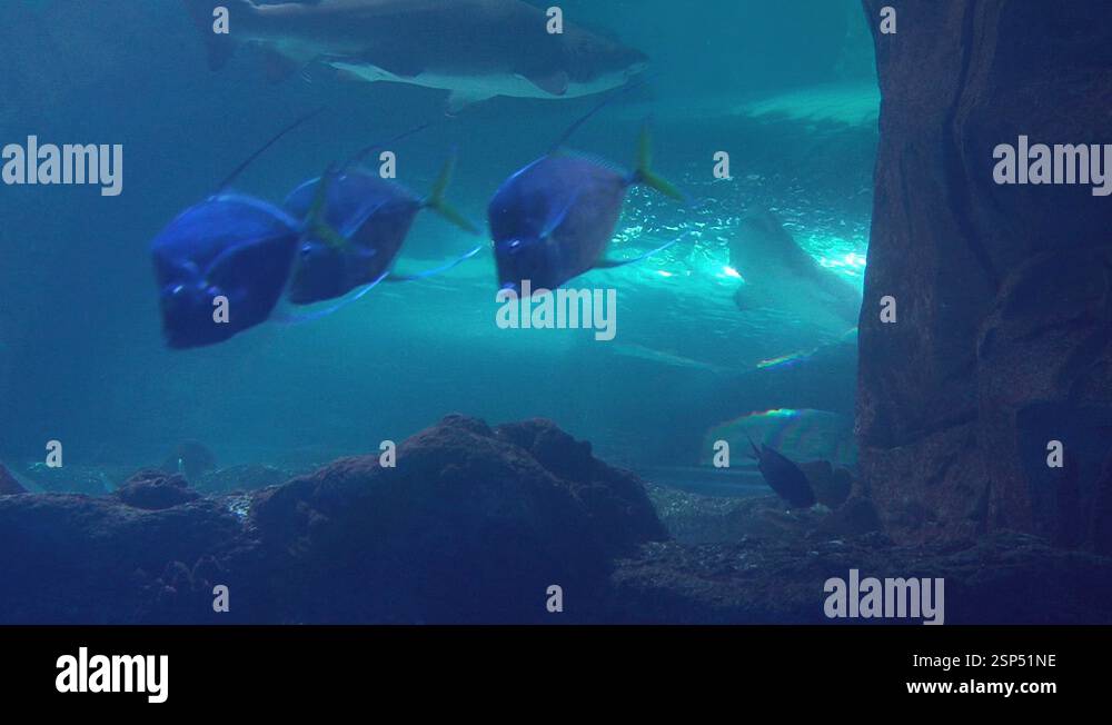 Shark scene Stock Videos & Footage - HD and 4K Video Clips - Alamy
