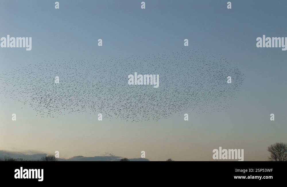 Starling birds flying in England thousands making shapes in sky Stock ...