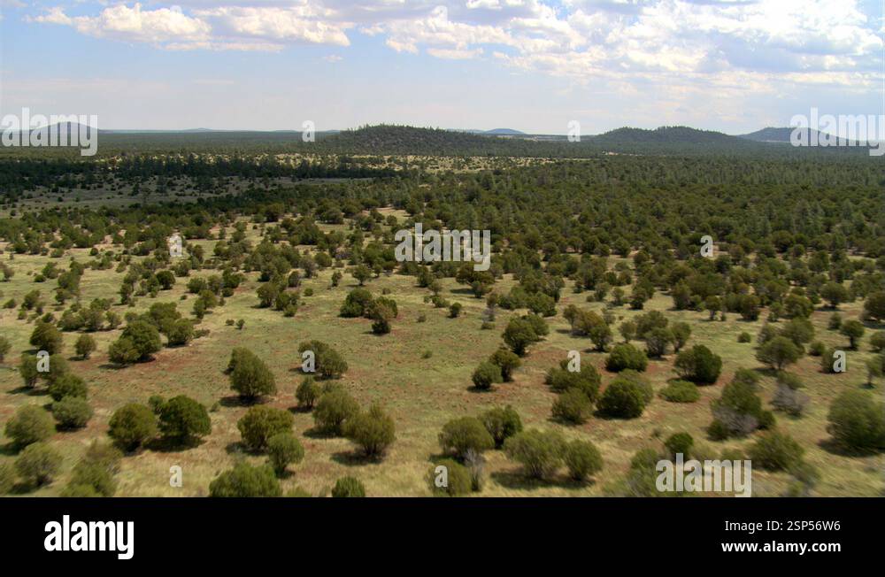 Scrub forest Stock Videos & Footage - HD and 4K Video Clips - Alamy
