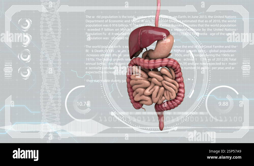 Digestive system intestines Stock Videos & Footage - HD and 4K Video ...