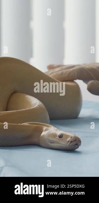 Full body snake Stock Videos & Footage - HD and 4K Video Clips - Alamy