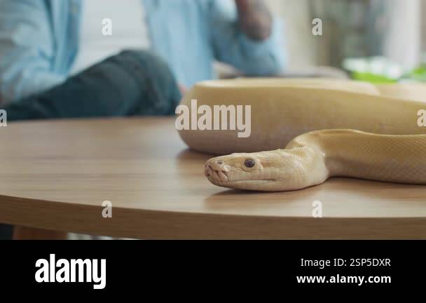 Focus on yellow python snake wrapping on table while anonymous owner ...