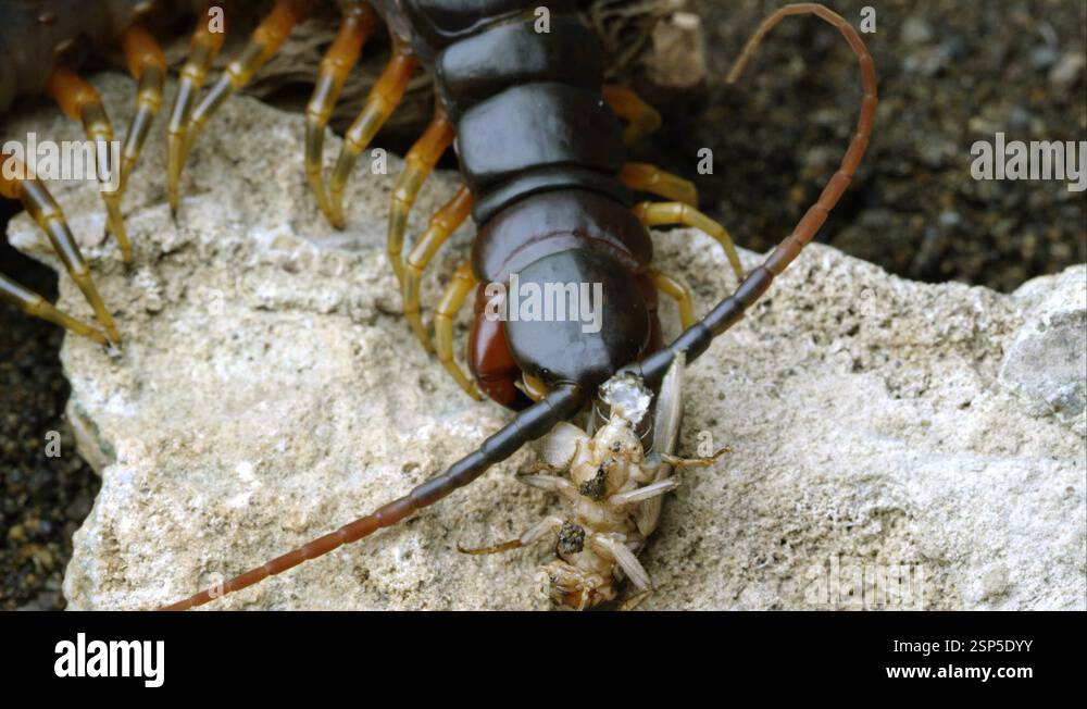 Giant centipede eating Stock Videos & Footage - HD and 4K Video Clips ...