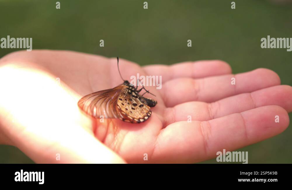 Dying butterfly Stock Videos & Footage - HD and 4K Video Clips - Alamy