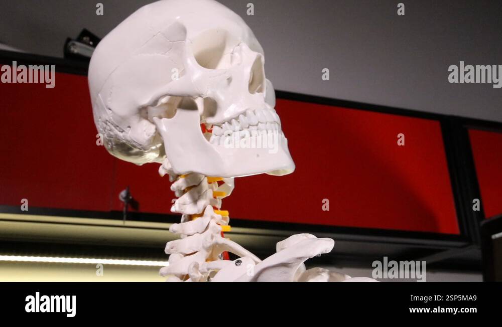 Corpse Died in the Office - Skeleton trapped in a cubicle Stock Video ...