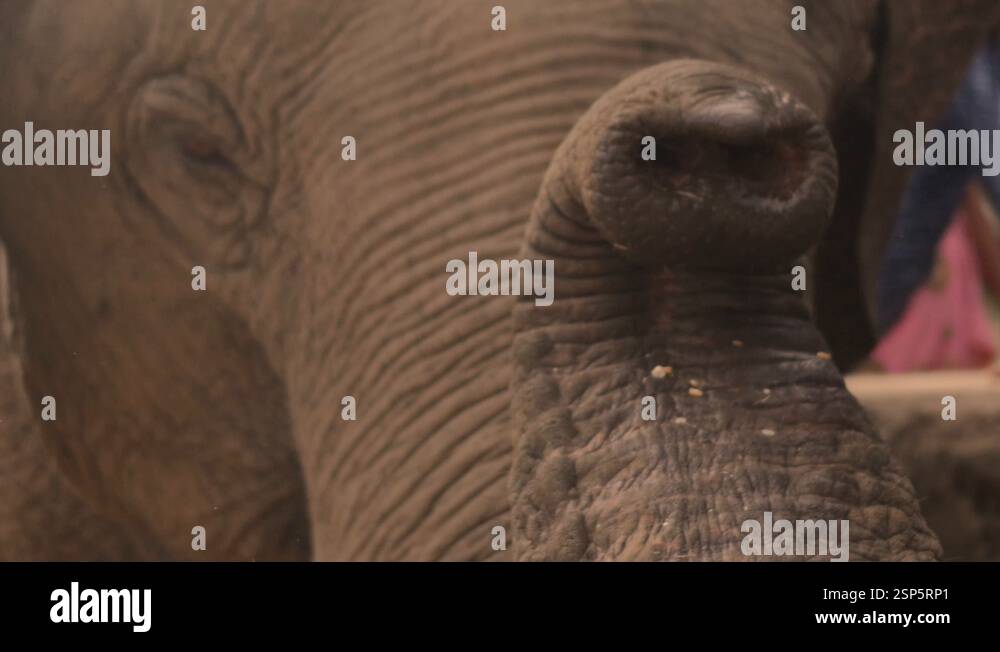 Elephant proboscis Stock Videos & Footage - HD and 4K Video Clips - Alamy